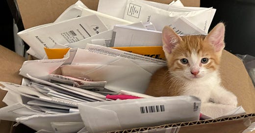 Hello. This Cat. | Substack