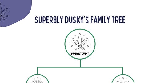 AusCannaReviews’s Substack | Christina Mc Mullan | Substack