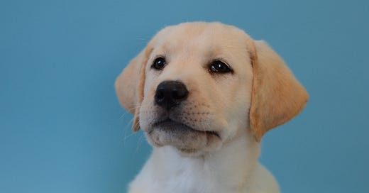 Journalism jobs and a photo of my dog | Mandy Hofmockel | Substack