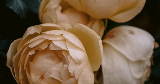 Emily Ley’s Substack | Substack