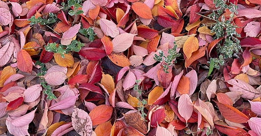 Living Elsewhere | Gregory Garretson | Substack