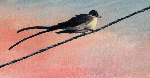 Dandelion Seeds: Illustrated Essays | Candace Rose Rardon | Substack