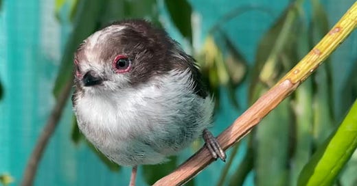 Death & Birds | Chloe Hope | Substack