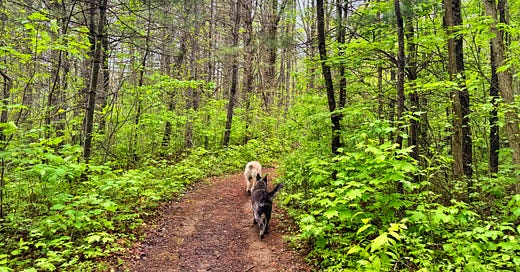 Tom Ryan, Author | Substack