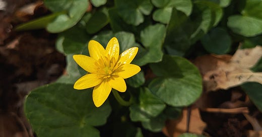 Stellify | Ryan Elizabeth | Substack