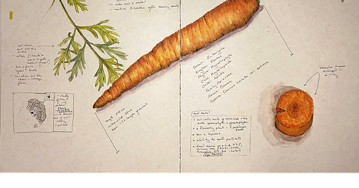 Cricklewood Nature Journal | Susannah Fisher | Substack