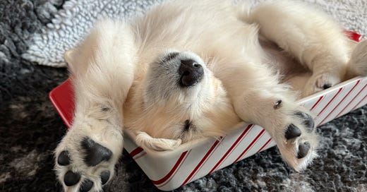 The Nicholberry Dispatch | Kerry Nichols | Substack