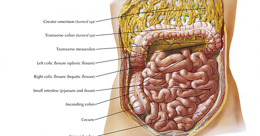 Victoria's Anatomy | Vicky O | Substack