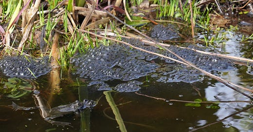 Wild Way: Gardening with Wildlife by Jack Wallington | Substack