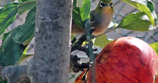 Leaf, Root & Fruit | Duncan Cocking | Substack