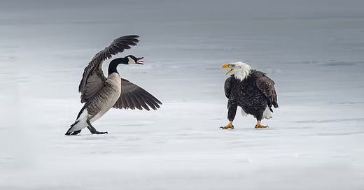 Canada Holds Unofficial Referendum On Becoming 51st State