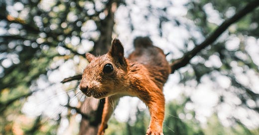 COLLIDE PRESS | Clint Collide 🌈 ️ | Substack