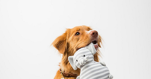 Bev Has All The Answers | Bev Potter | Substack