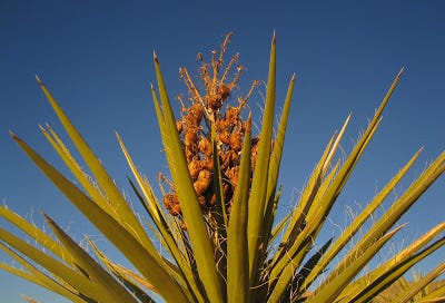 DESIRE LINES: BOOKS, CULTURE, ART | Heather King | Substack