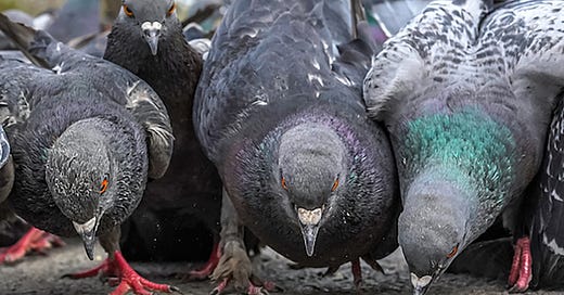 Useless Knowledge® | Eddie Rohwedder | Substack