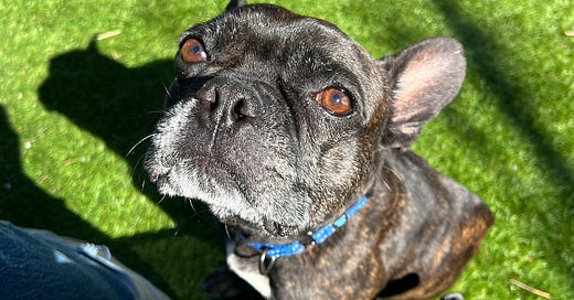 Dogs & the City | Isabel Klee | Substack