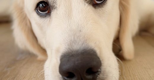 The Nicholberry Dispatch | Kerry Nichols | Substack