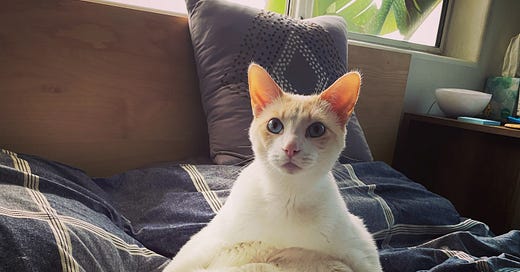 The Martyr Made Podcast | Darryl Cooper | Substack