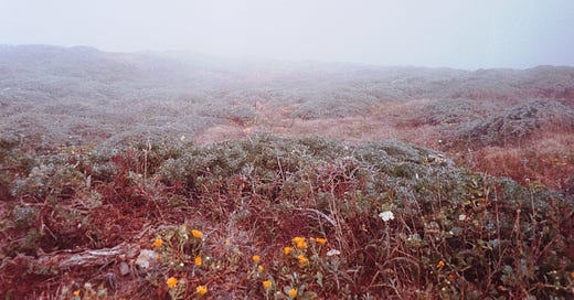 Human Stuff | Lisa Olivera | Substack