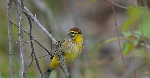 This Week in Birding | Bob Dolgan | Substack