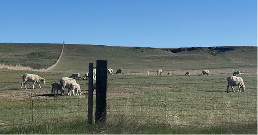 Montana Connections | Monica Tranel | Substack