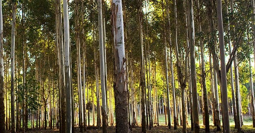 Lewis Enterprises | Hunter | Substack