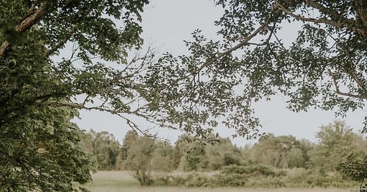 Bruja Maldada | Elisa Díaz | Substack