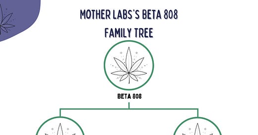 AusCannaReviews’s Substack | Christina Mc Mullan | Substack