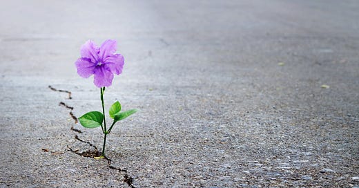 The Grassroots Connector | Substack