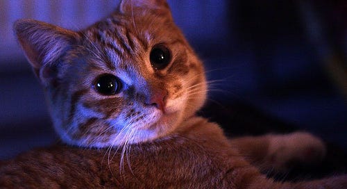 Hello. This Cat. | Substack