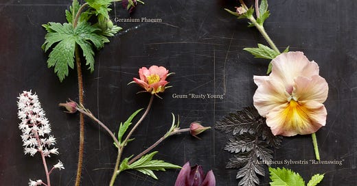 Pollination Garden | Mel Adams | Substack