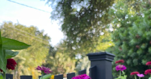 Seed Classifications Explained: Heirloom, Hybrid, F1, Open-Pollinated ...