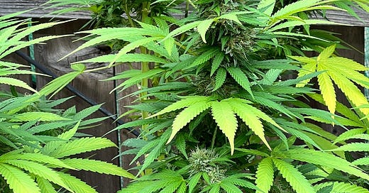 posy & kettle | Sandra Hinchliffe | Substack