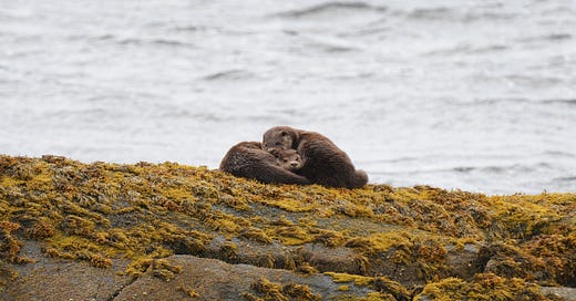 Wild Way: Gardening with Wildlife by Jack Wallington | Substack