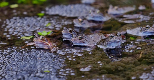 Hugh’s Substack | Hugh Warwick | Substack