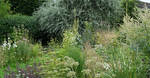 How to plan a contemporary border with matrix planting design