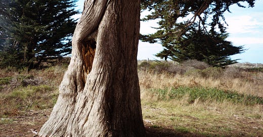 Human Stuff | Lisa Olivera | Substack