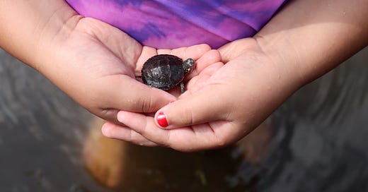 Practical Self Reliance | Ashley Adamant | Substack