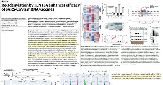 BREAKING--Endogenous Re-adenylation by TENT5A Prolongs Life of mRNA Vaccines in Human Cells