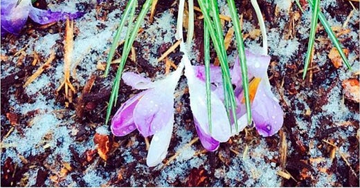 Messages from Sea & Cedar with Joanna Powell Colbert | Substack