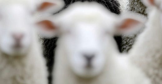 Gryphon Quill | Renee Fountain | Substack