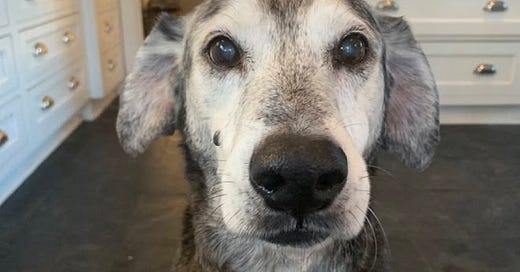 To the Contrary | Charlie Sykes | Substack