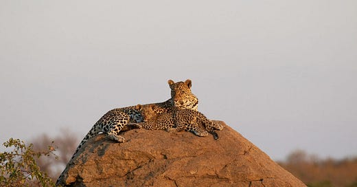 Martini’s Glambassadorial Fembassy | Martini Glambassador | Substack