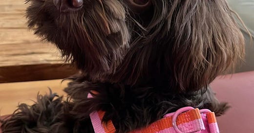 Gawenda Unleashed | Michael Gawenda | Substack