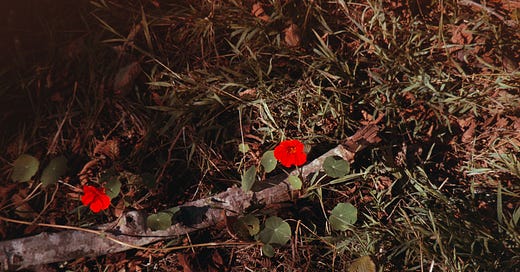 Human Stuff | Lisa Olivera | Substack