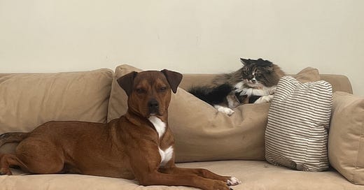 Recovering | Holly Whitaker | Substack