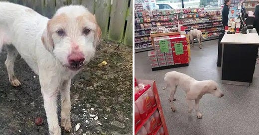 Protect the Wild | Substack