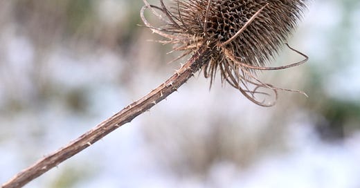 Wild Way: Gardening with Wildlife by Jack Wallington | Substack