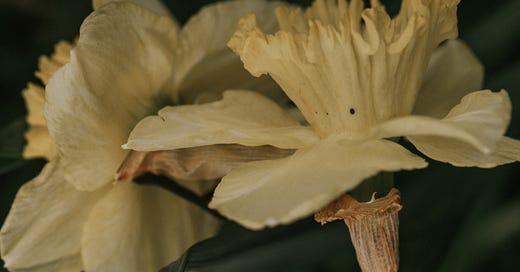 Pollination Garden | Mel Adams | Substack