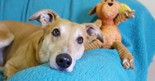 Inside Salisbury | Substack